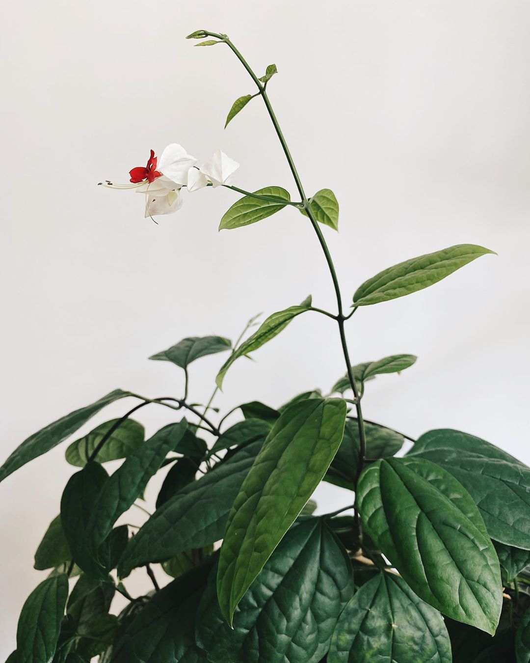 Bleeding Heart Vine Plant Care: Water, Light, Nutrients | Greg App 🌱