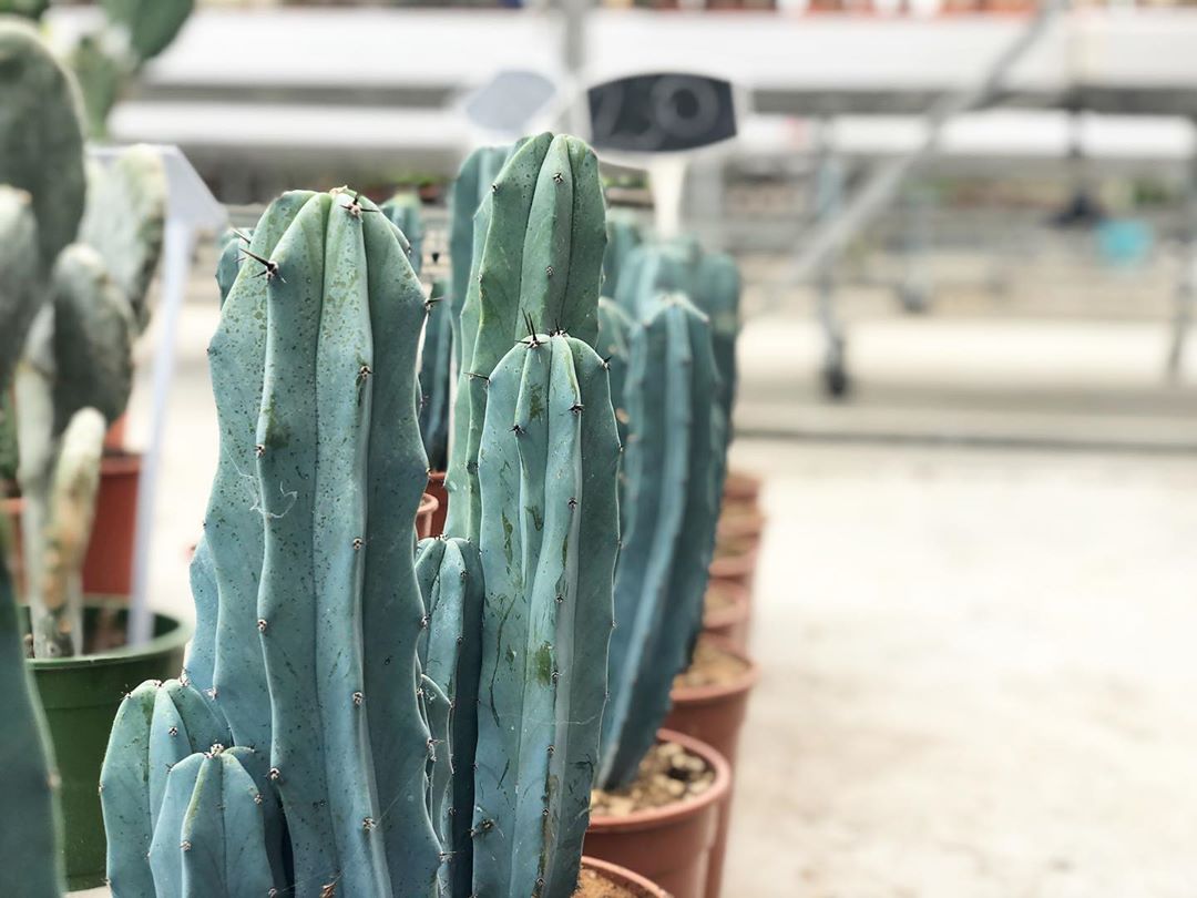 Blue Myrtle Cactus: How Much Water & Light Does it Need to Thrive?