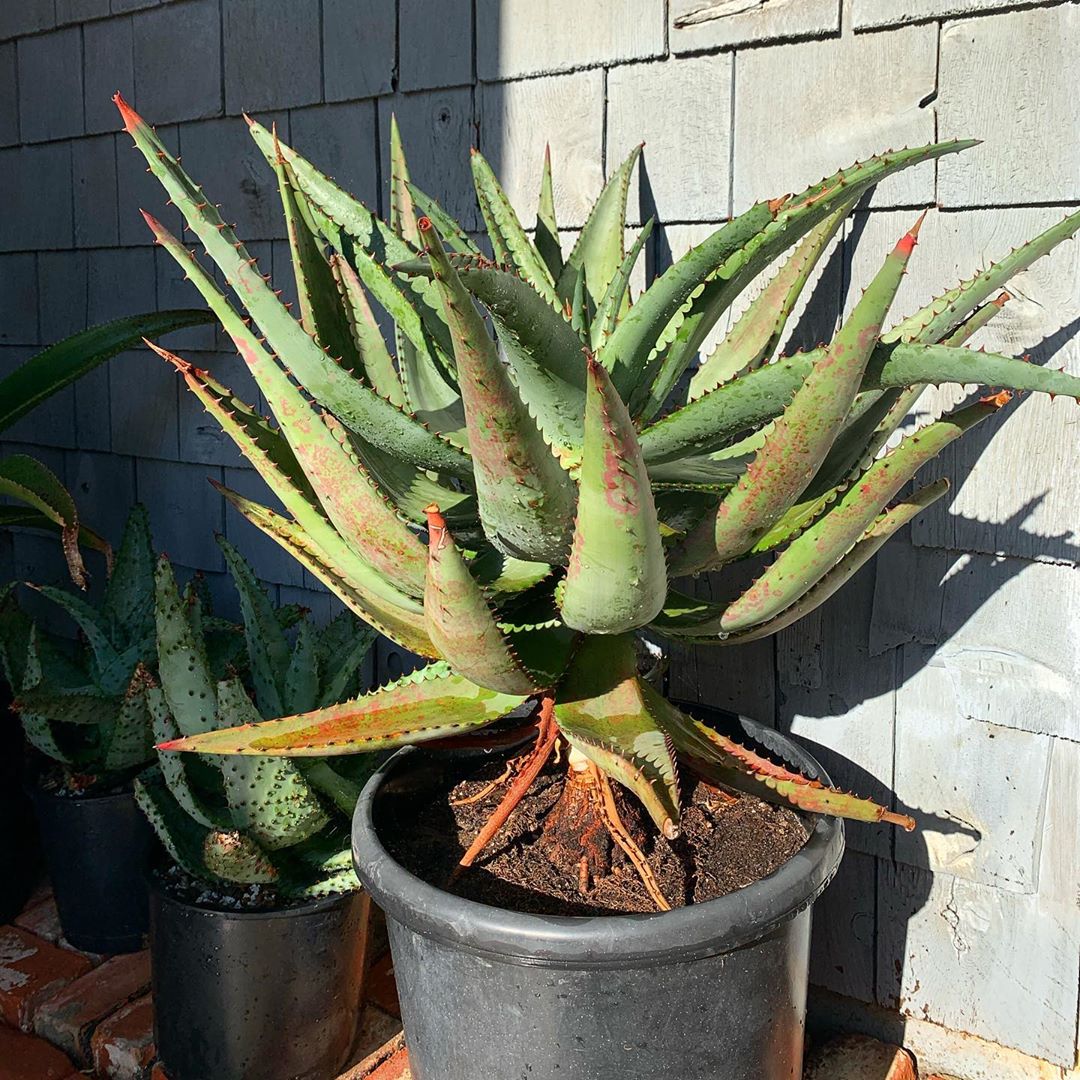 Cape Aloe Plant Care: Water, Light, Nutrients | Greg App 🌱