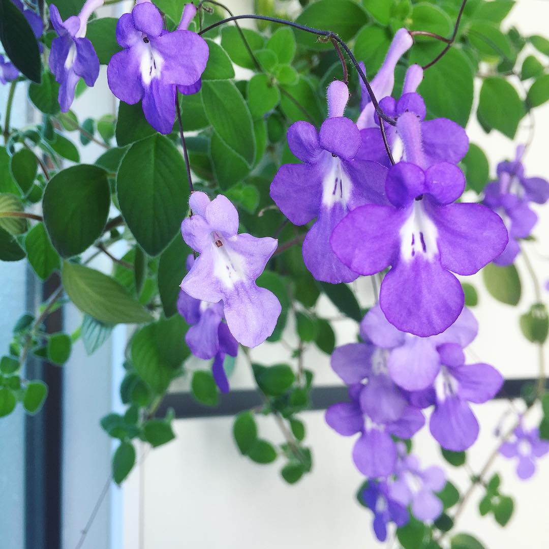 How to Care for False African Violet: Mastering Water, Sunlight & More