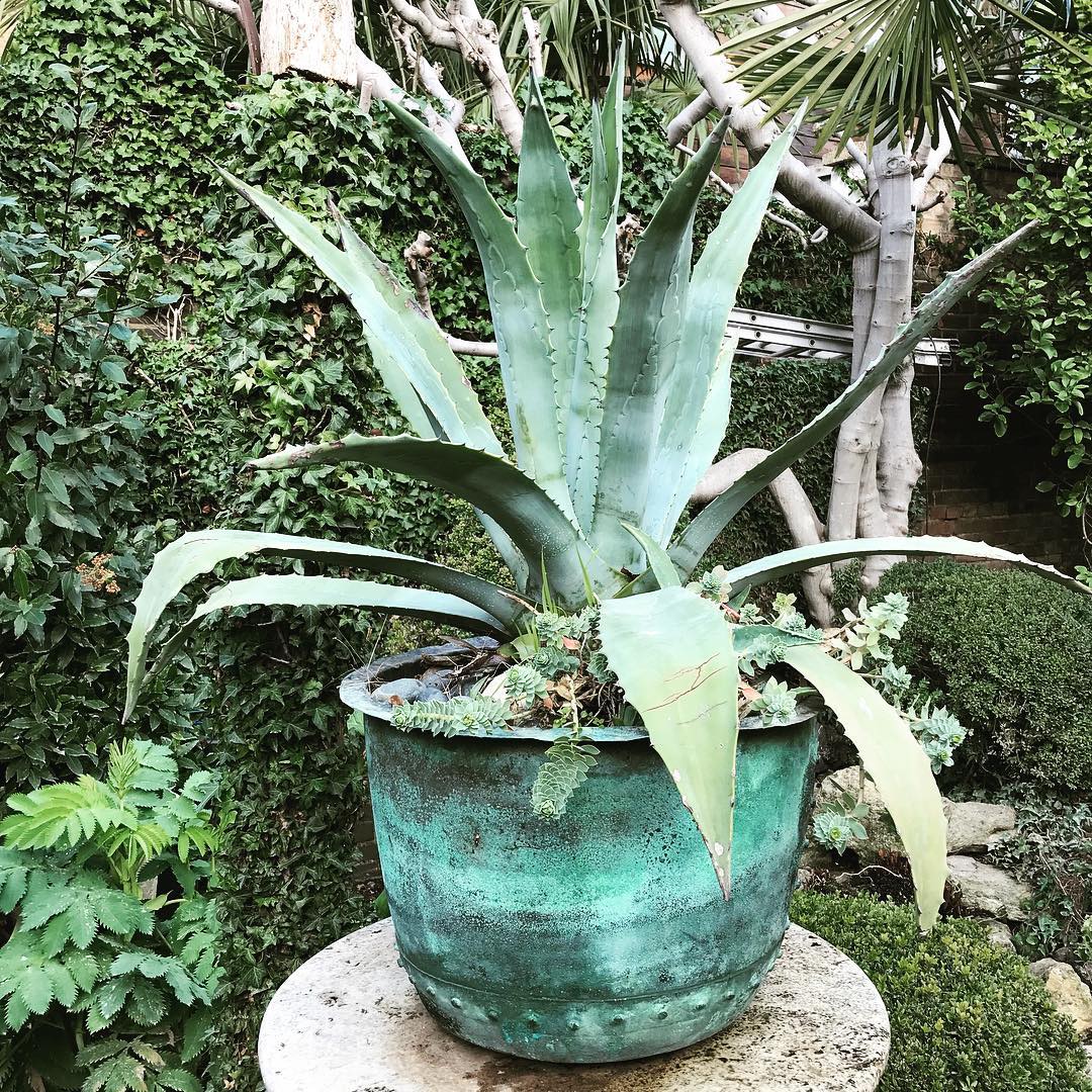 How to Care for Maguey: Mastering Water, Sunlight & More