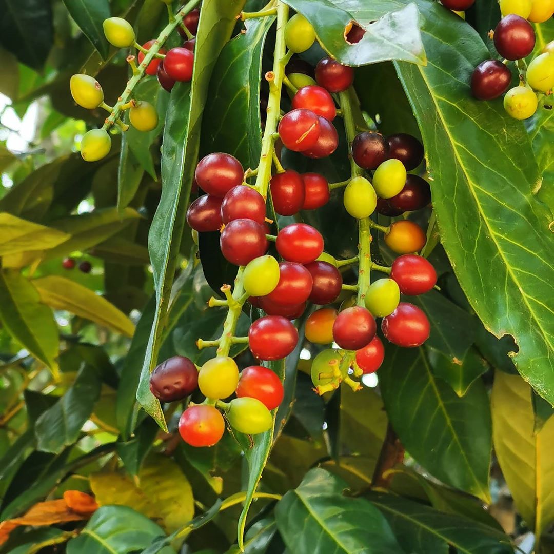 English Laurel Care 101: Water, Light & Growing Tips