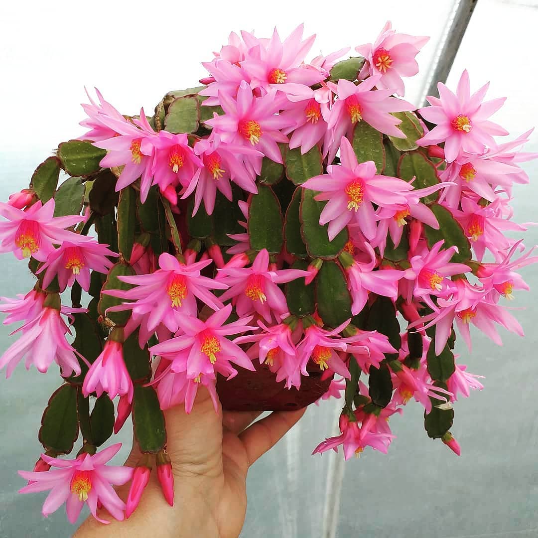 Easter Cactus Plant Care: Water, Light, Nutrients | Greg App 🌱