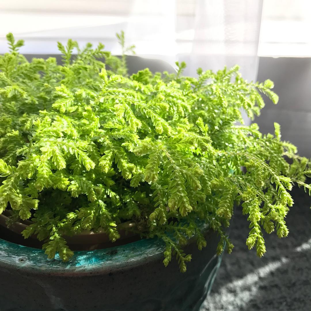 Club Moss: How Much Water & Light Does it Need to Thrive?
