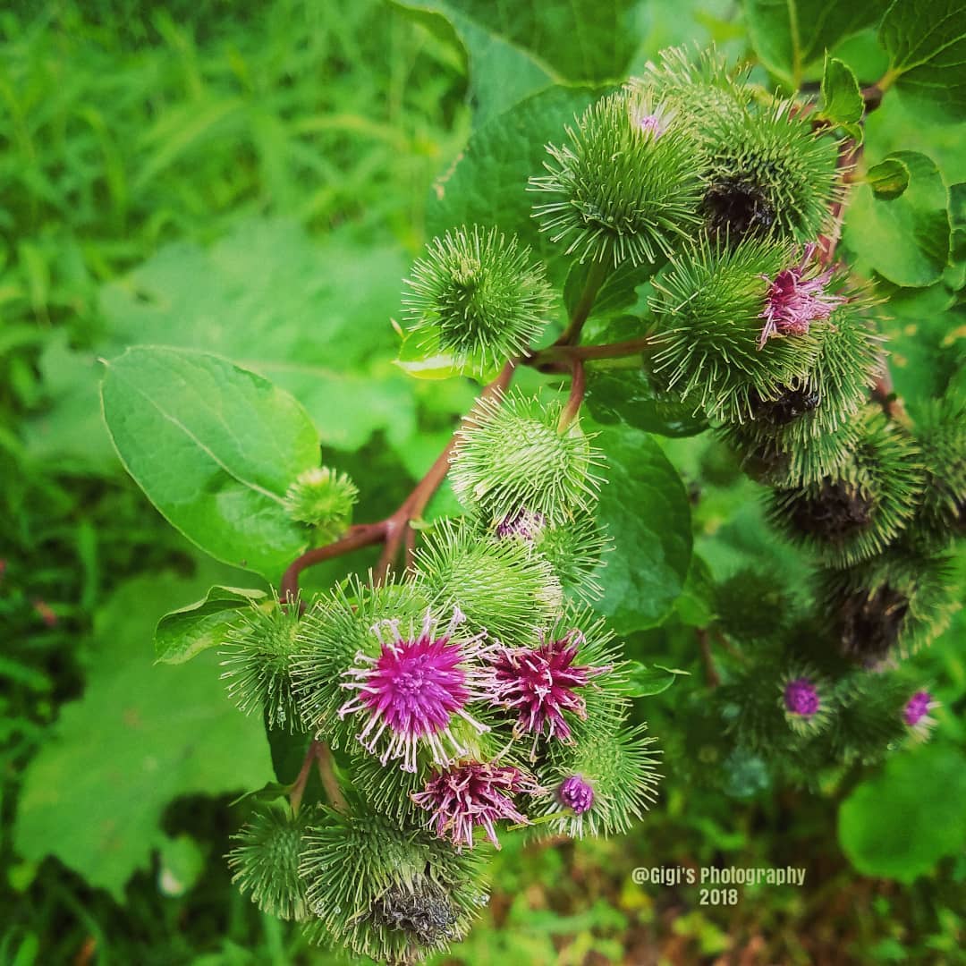 Common Cocklebur Plant Care: Water, Light, Nutrients | Greg App 🌱