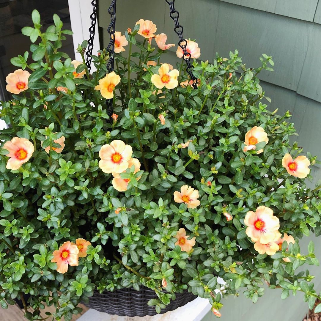 Pursley Plant Care: Water, Light, Nutrients | Greg App 🌱