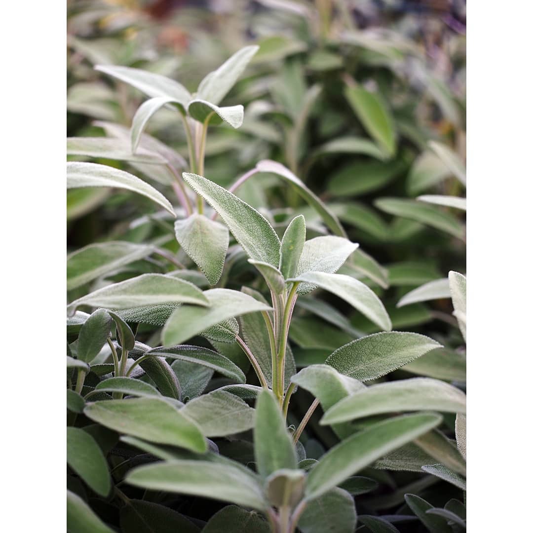Common Sage Plant Care: Water, Light, Nutrients | Greg App 🌱