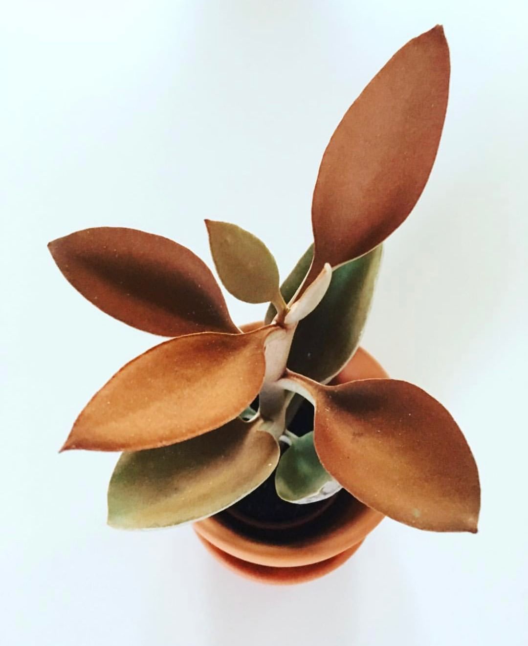 Leather Plant Plant Care: Water, Light, Nutrients | Greg App 🌱