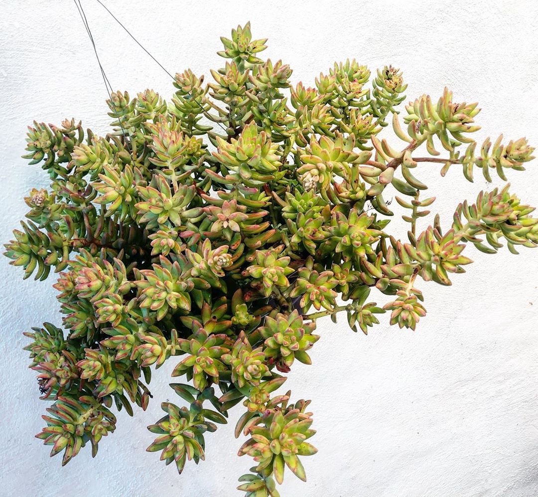 Golden Sedum Plant Care: Water, Light, Nutrients | Greg App 🌱