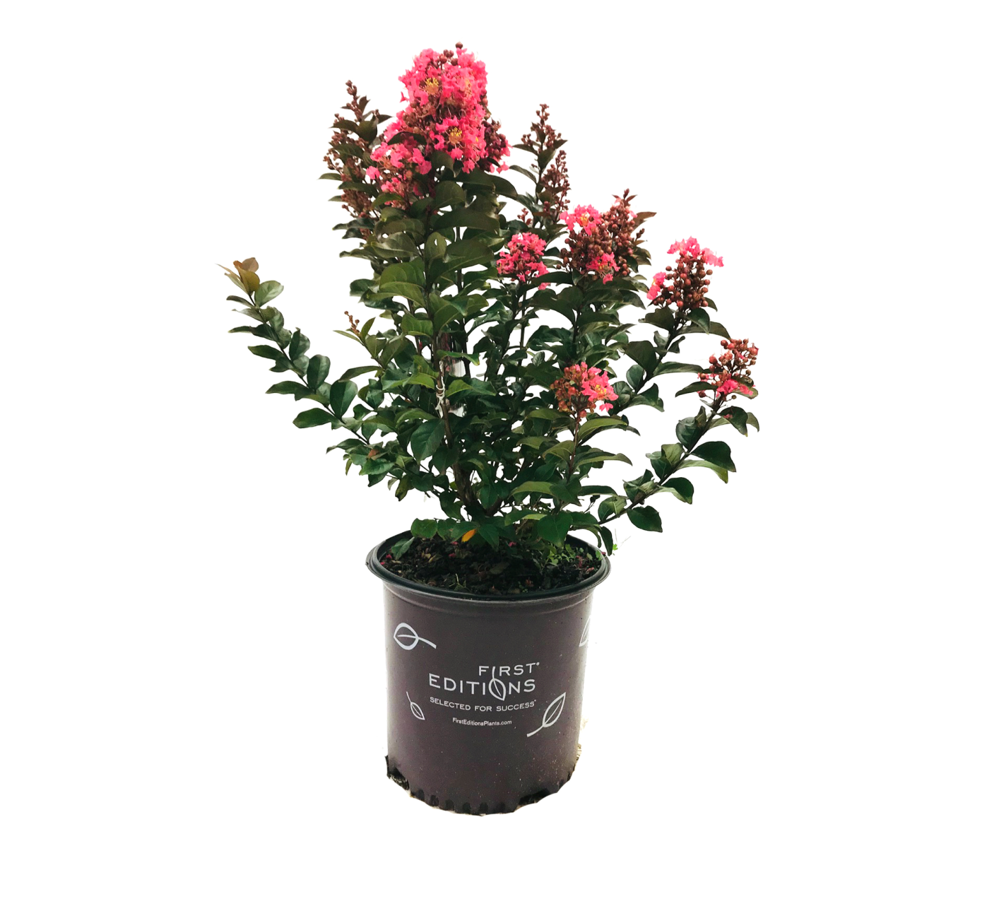 Keep Your Coral Magic Crape Myrtle Alive: Light, Water & Care Instructions