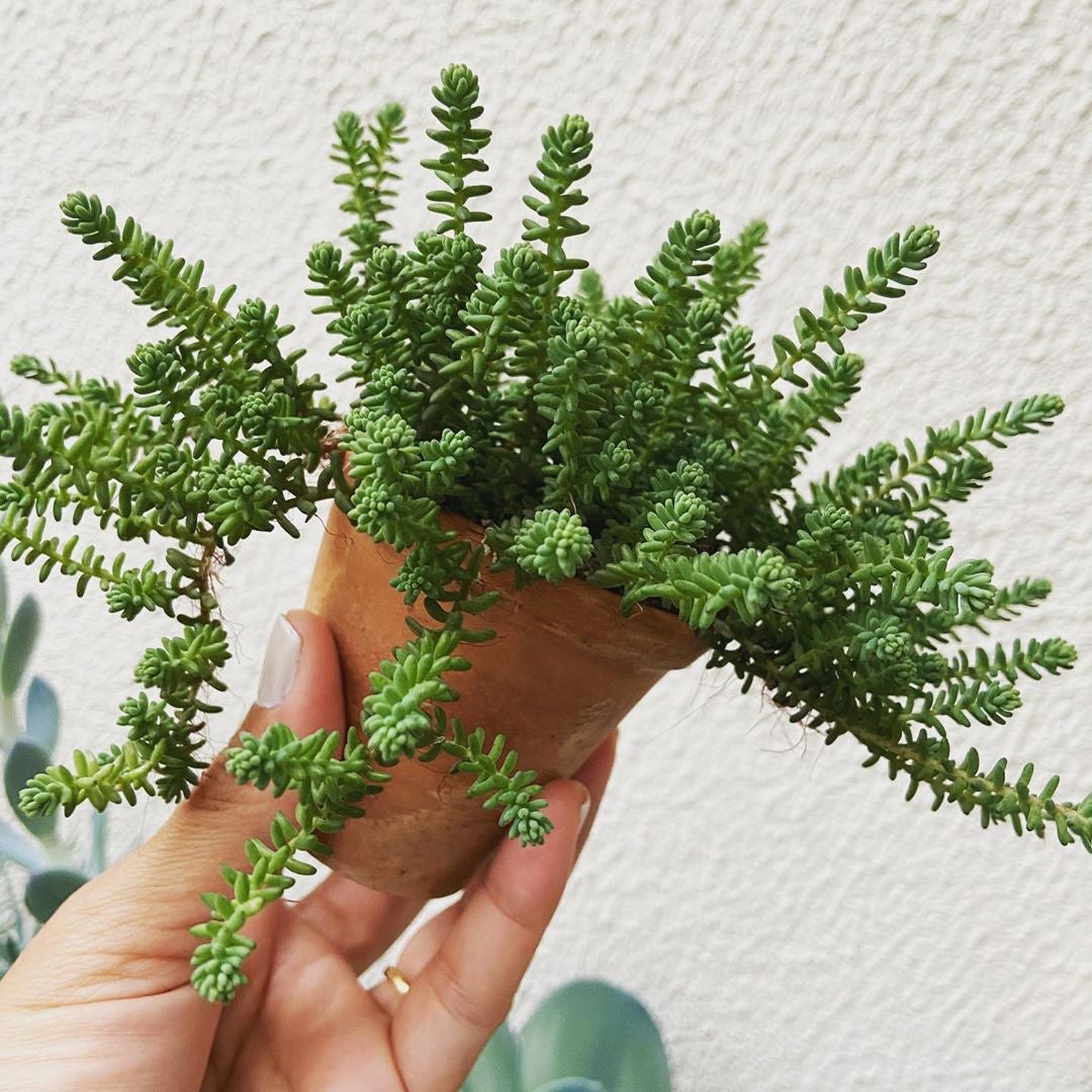 Corsican Stonecrop Plant Care: Water, Light, Nutrients | Greg App 🌱