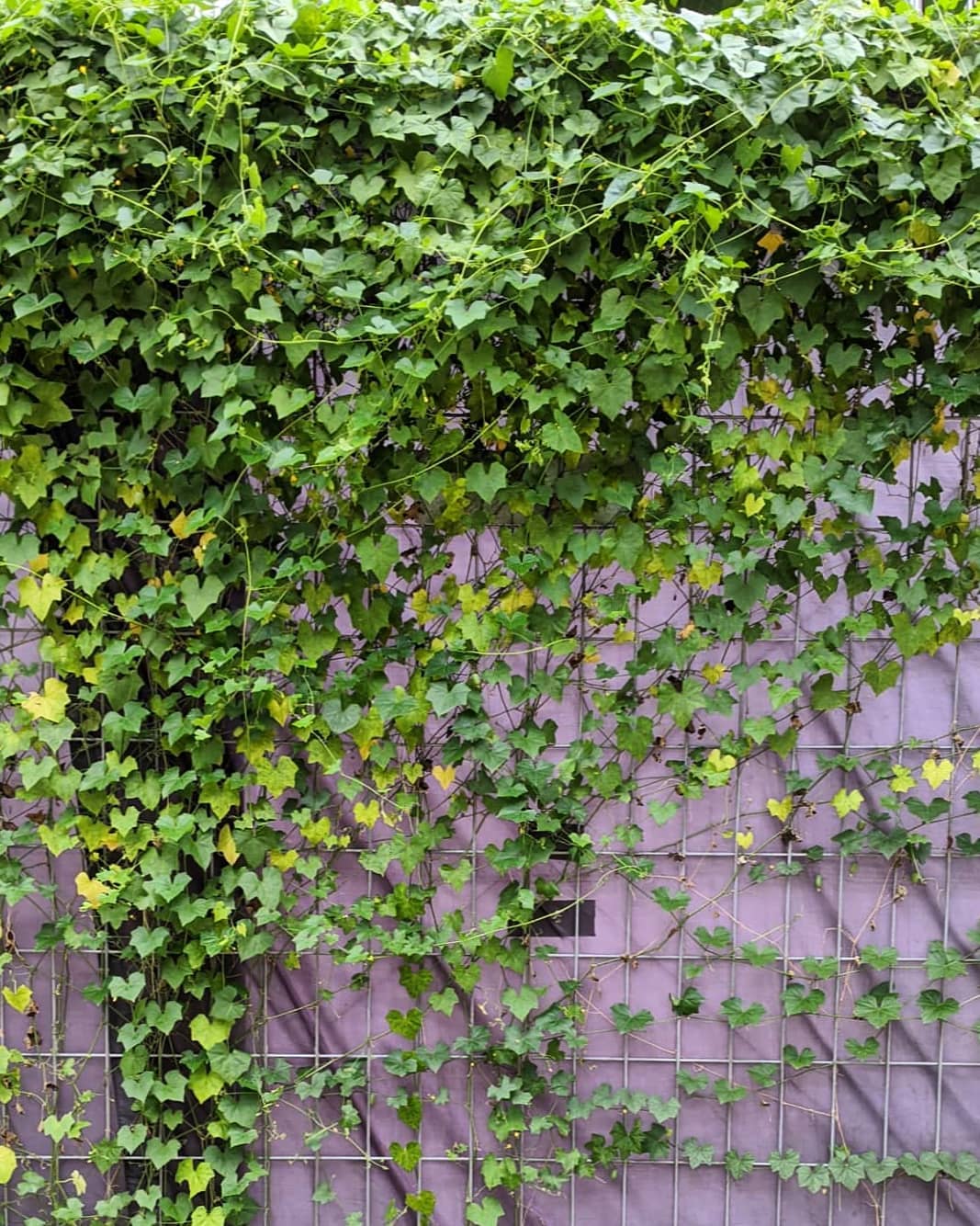 Creeping Cucumber Plant Care: Water, Light, Nutrients | Greg App 🌱