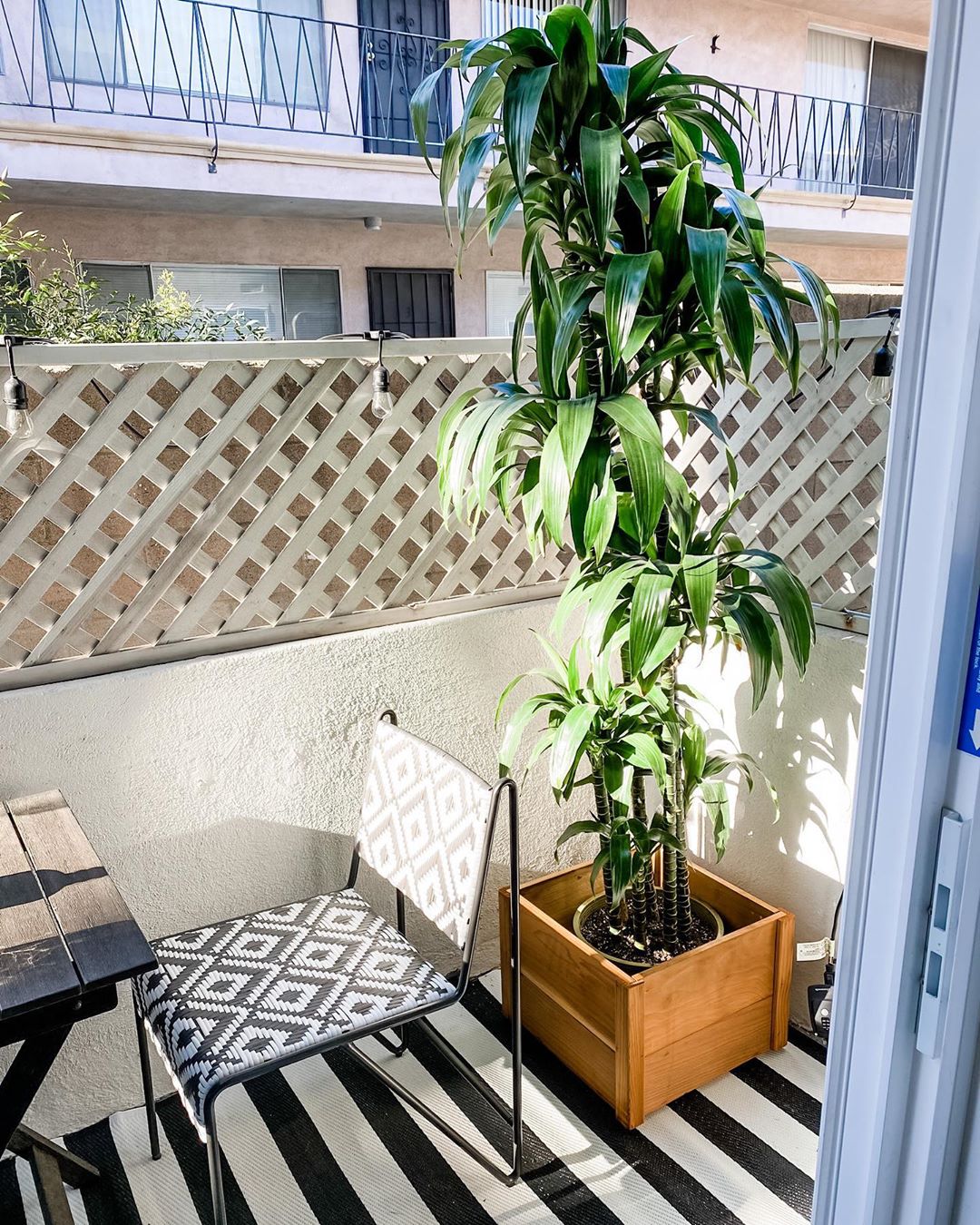 How to Care for Dracaena 'Lisa': Mastering Water, Sunlight & More