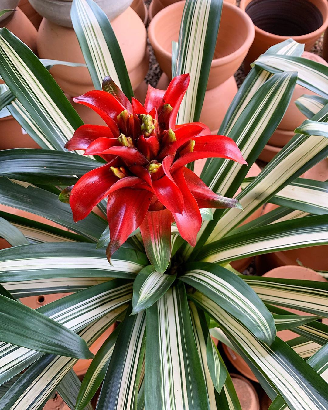 Scarlet Star Care 101: Water, Light & Growing Tips