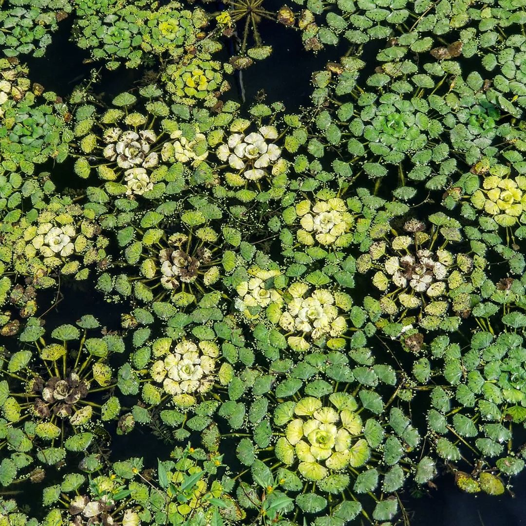 Water Chestnut Plant Care: Water, Light, Nutrients | Greg App 🌱