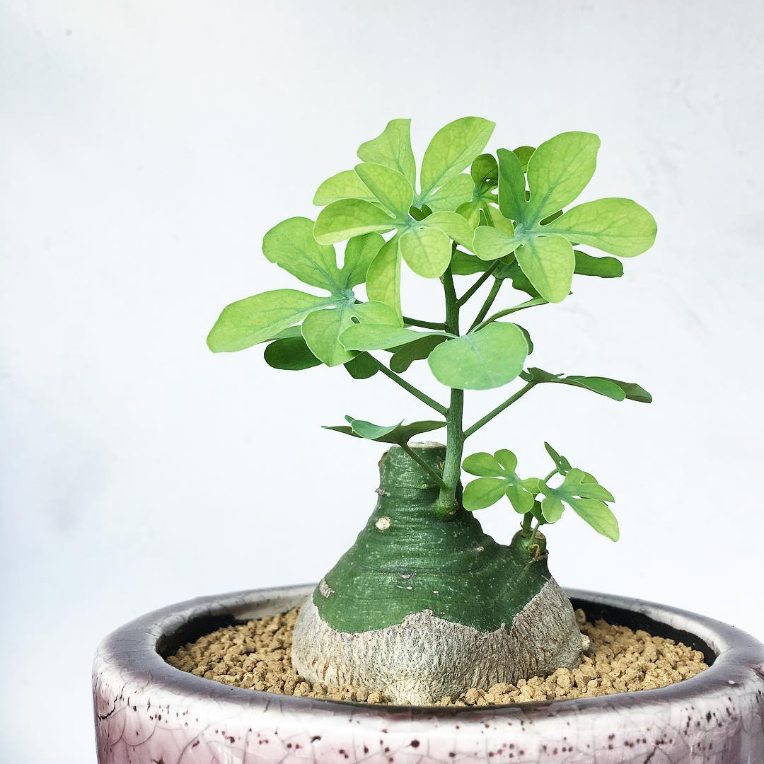 The Complete Elephant's Foot Plant Care Guide: Water, Light & Beyond