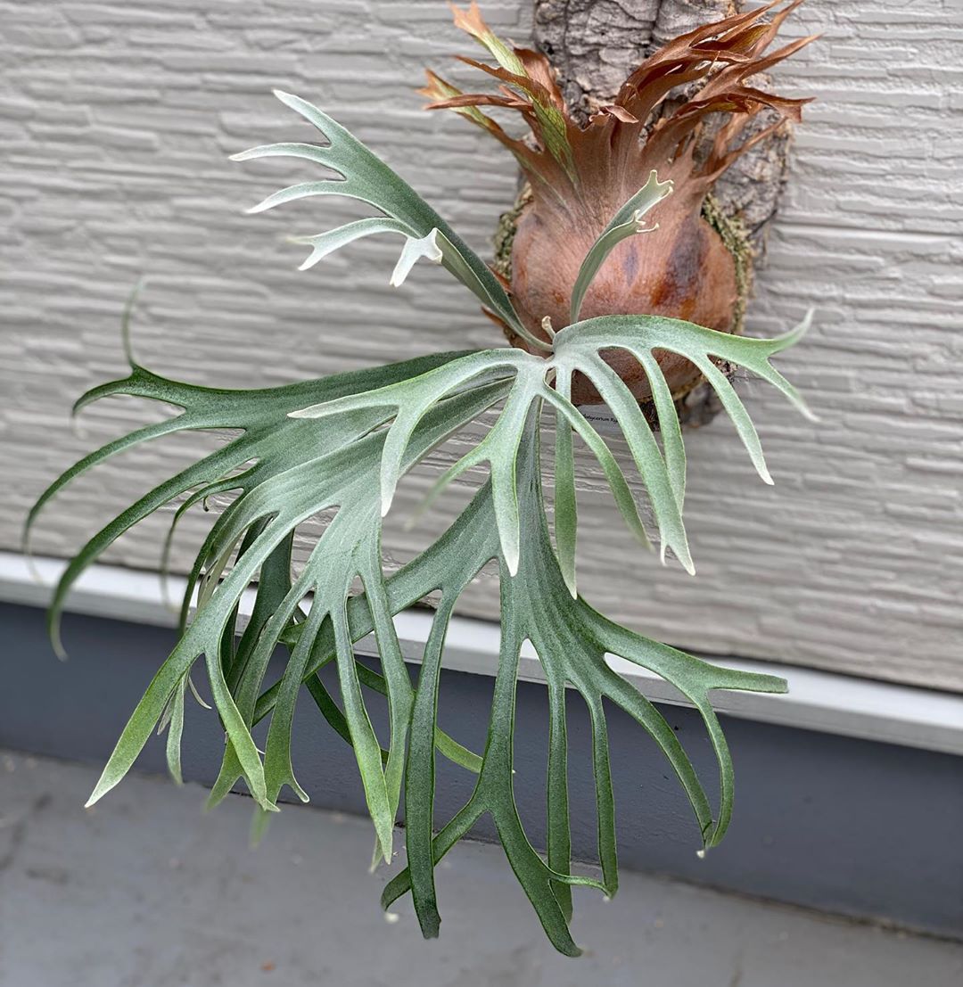 Elkhorn Fern: How Much Water & Light Does it Need to Thrive?