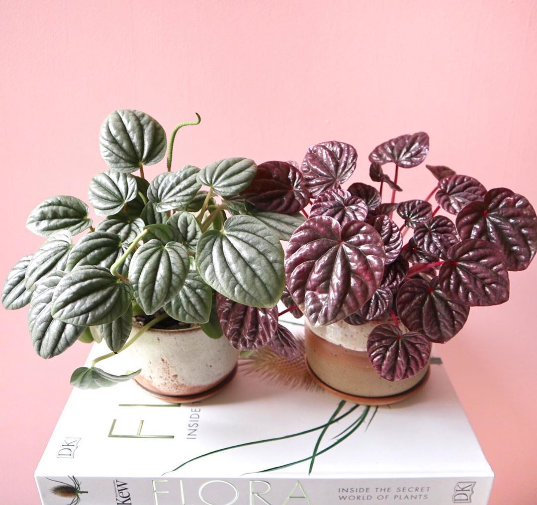 The Complete Emerald Ripple Peperomia Plant Care Guide: Water, Light ...