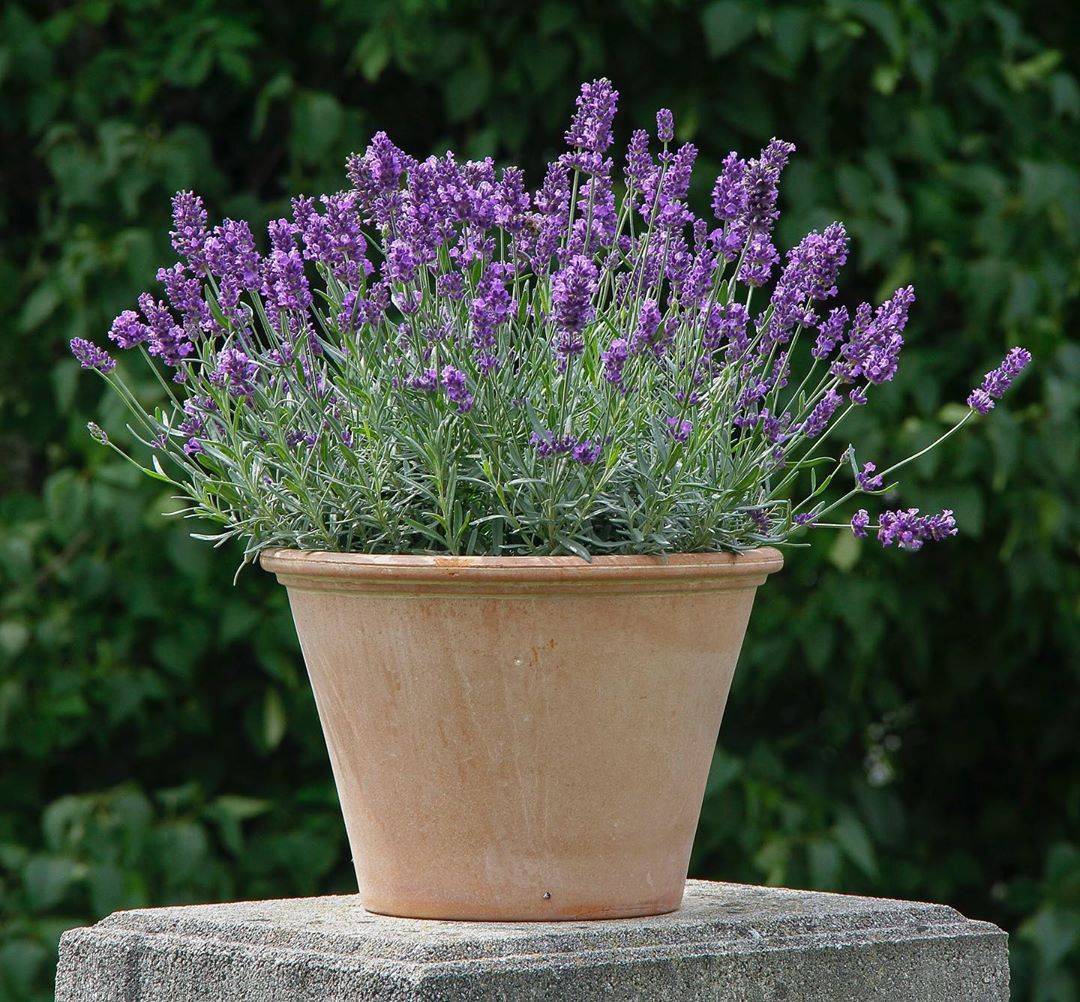 English Lavender Care 101: Water, Light & Growing Tips