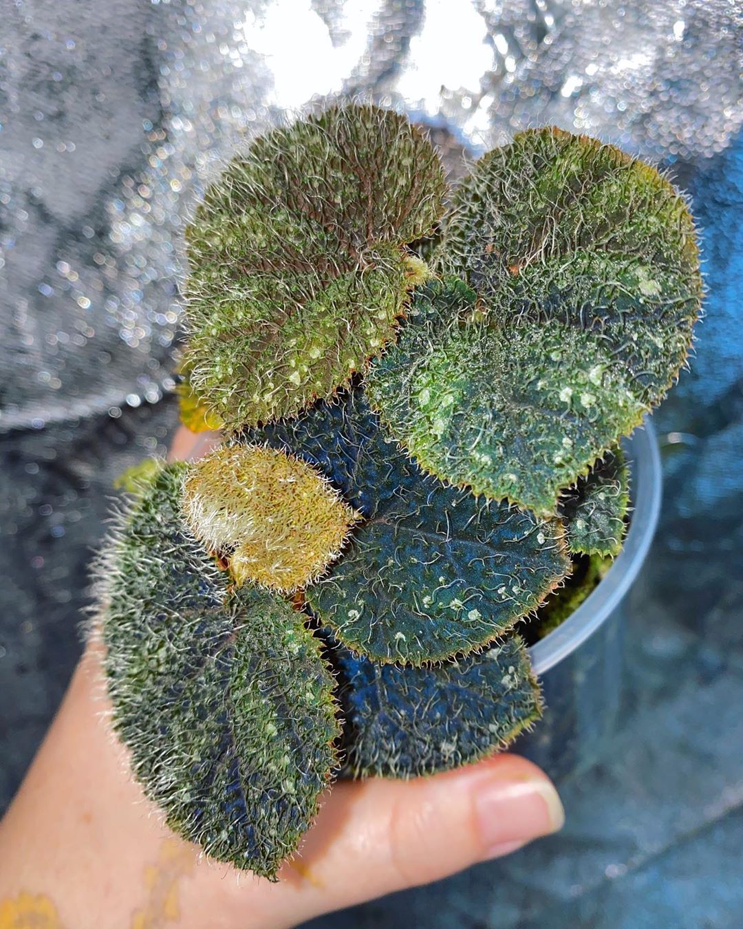 Fuzzy Begonia Plant Care: Water, Light, Nutrients | Greg App 🌱
