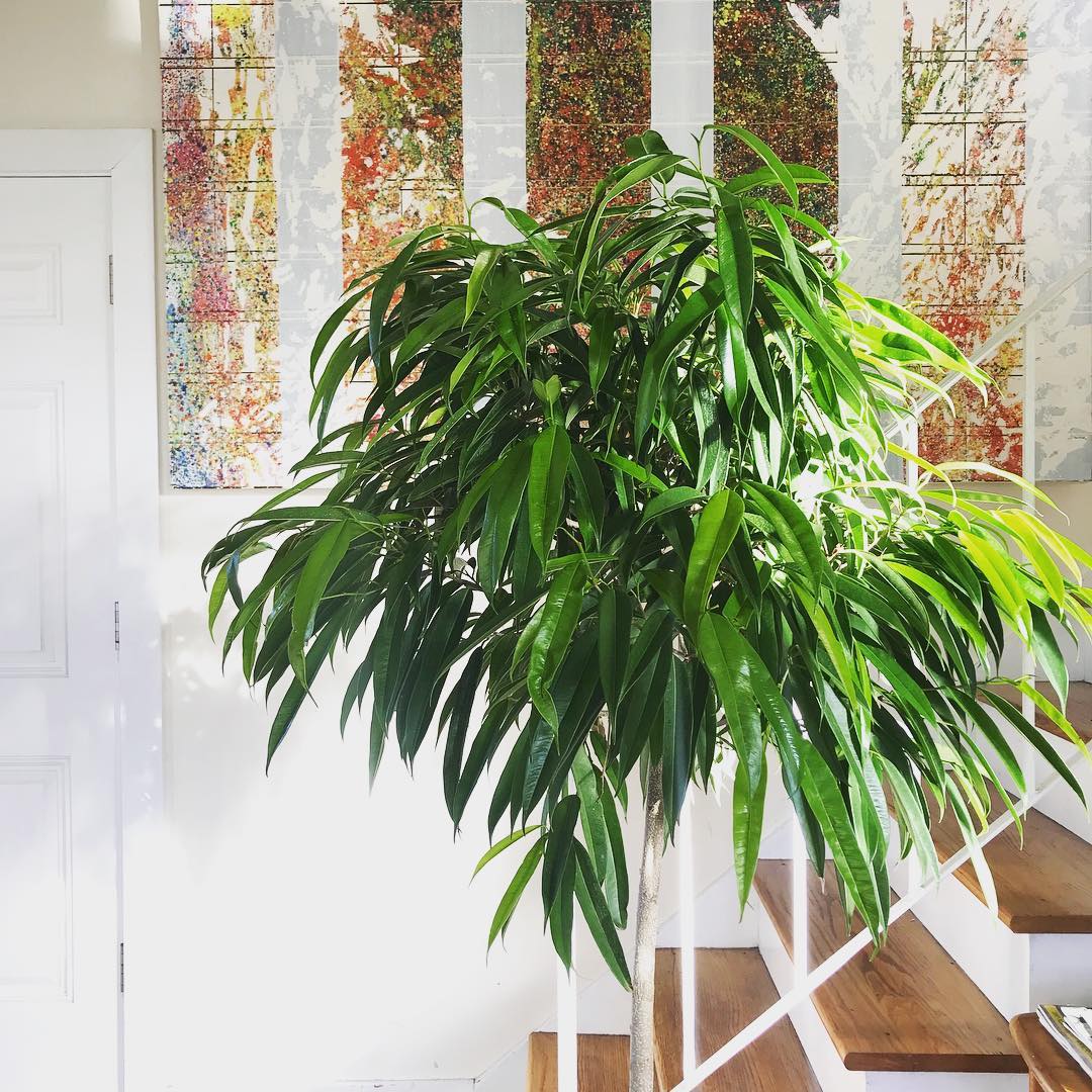 Ficus Alii Plant Care: Water, Light, Nutrients | Greg App 🌱