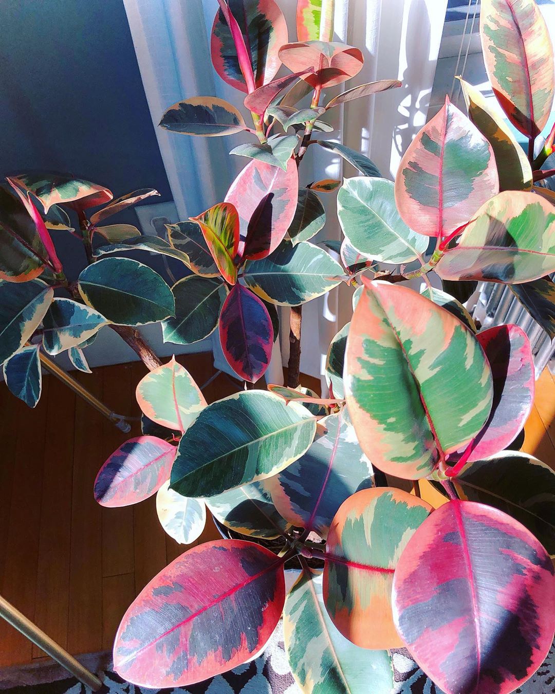Ficus 'Ruby' Plant Care: Water, Light, Nutrients | Greg App 🌱