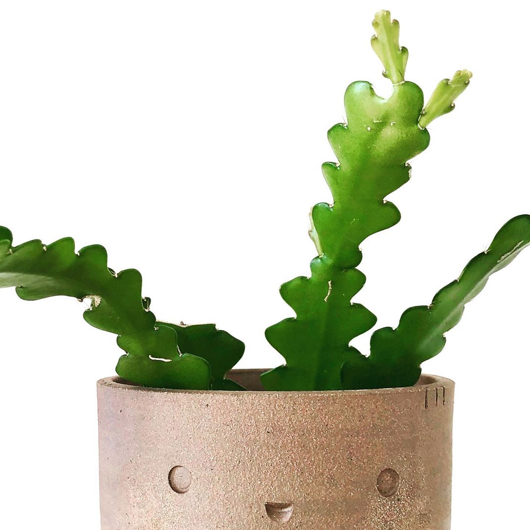 The Complete Fishbone Cactus Plant Care Guide: Water, Light & Beyond