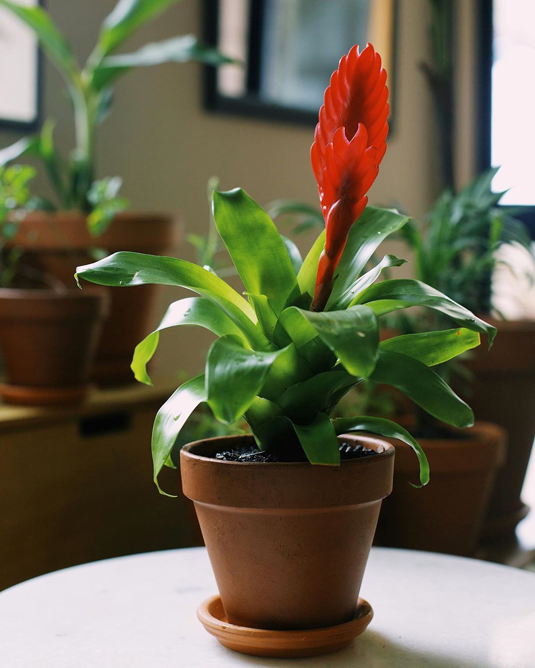 Vriesea Carinata Plant Care: Water, Light, Nutrients | Greg App 🌱