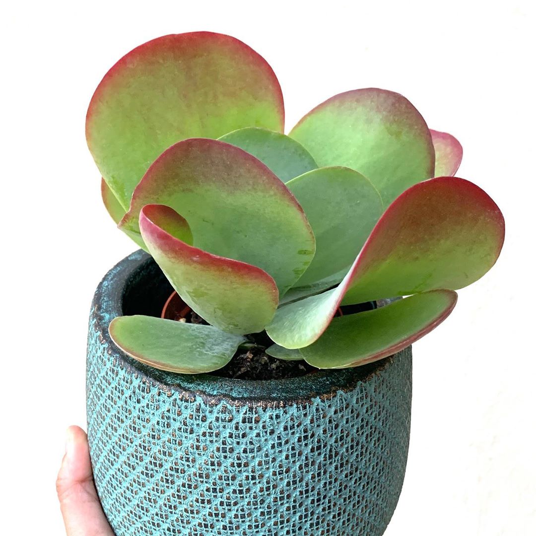 Flapjacks Plant Care: Water, Light, Nutrients | Greg App 🌱