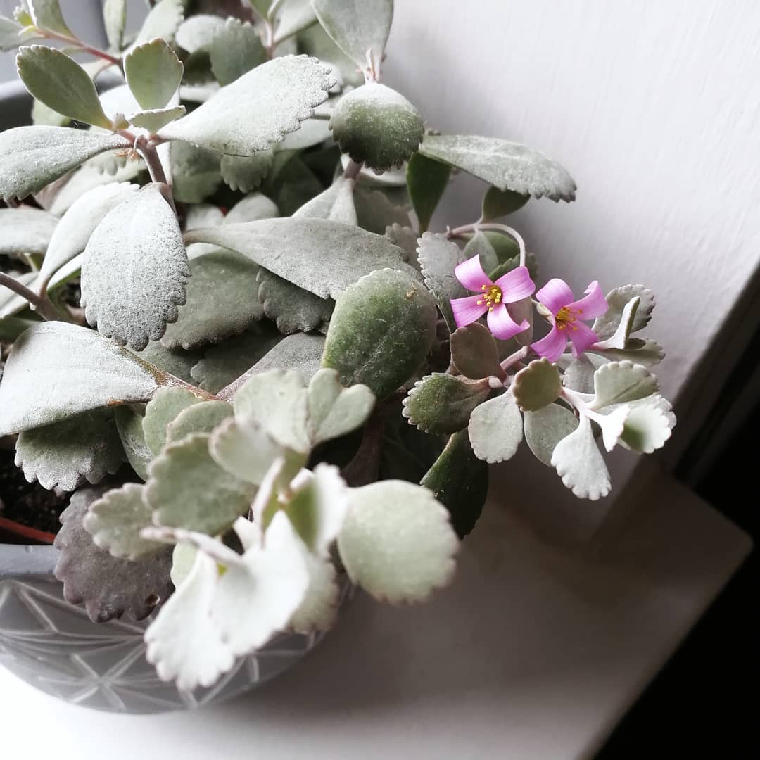 Flower Dust Plant Care 101: Water, Light & Growing Tips