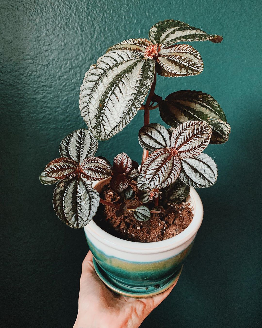 Friendship Plant Care 101: Water, Light & Growing Tips