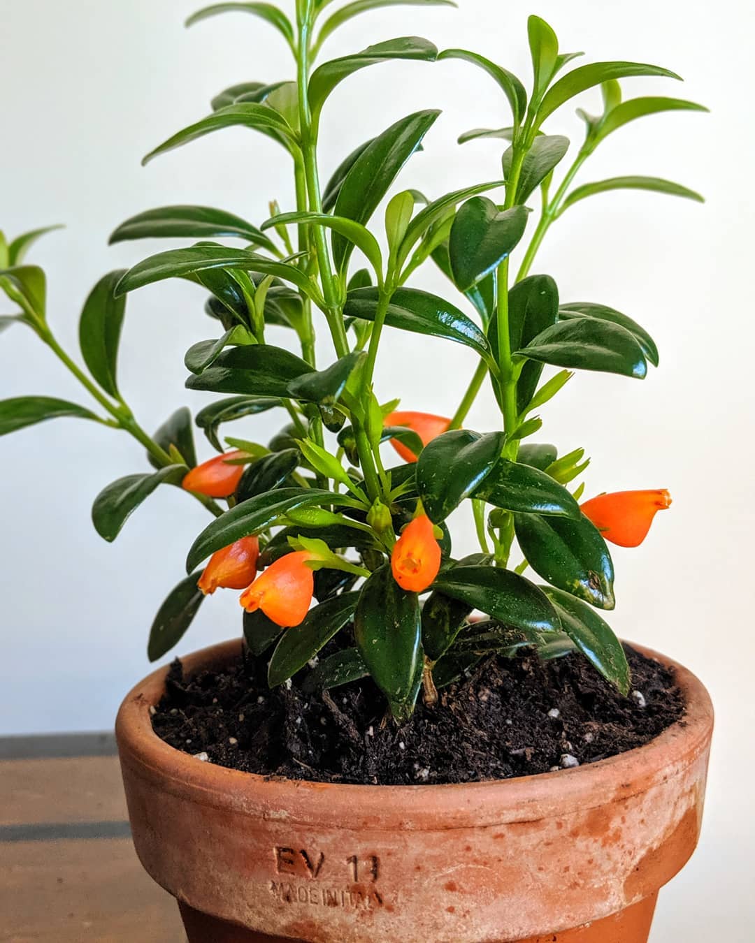 Goldfish Plant Plant Care: Water, Light, Nutrients | Greg App 🌱