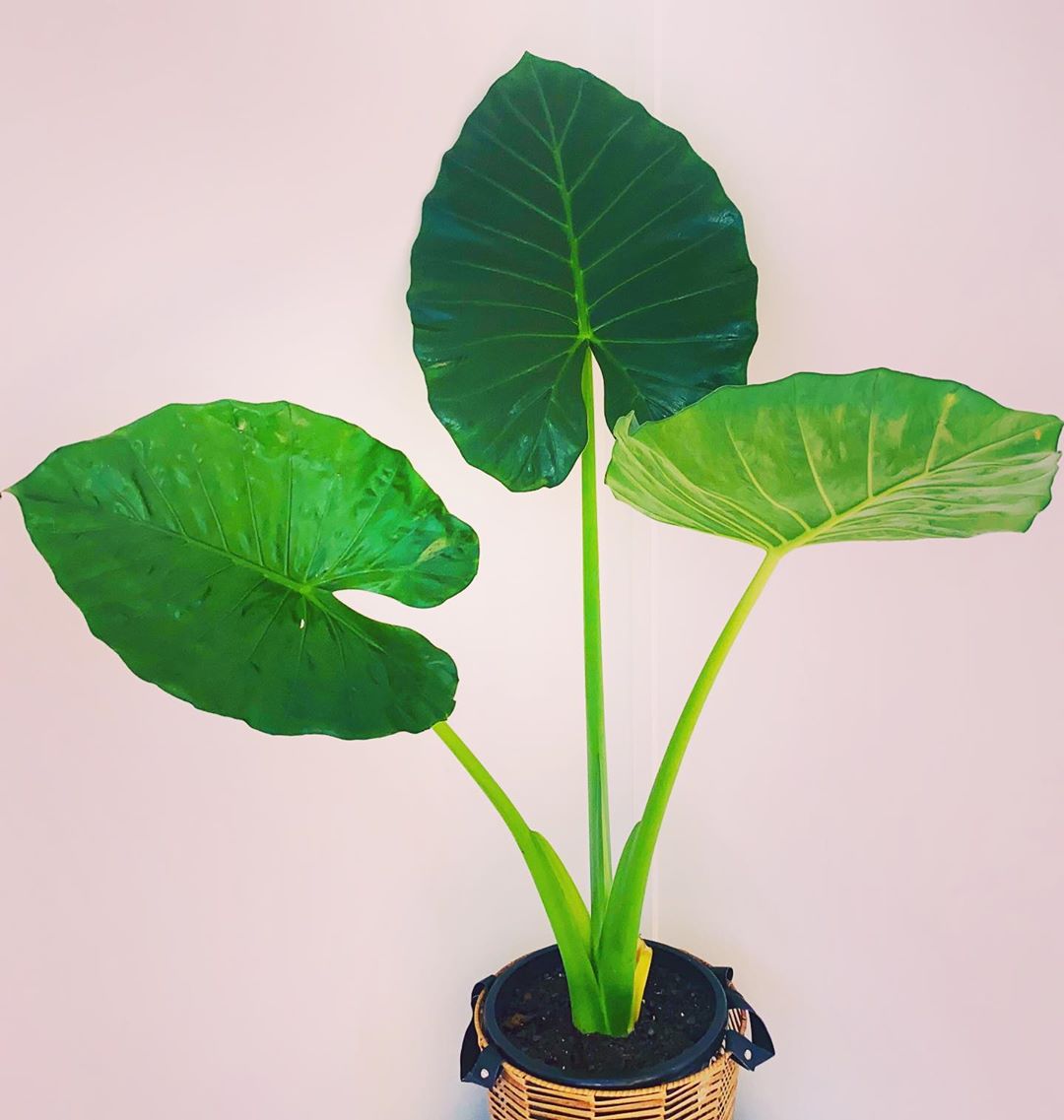Giant Taro Plant Care: Water, Light, Nutrients | Greg App 🌱