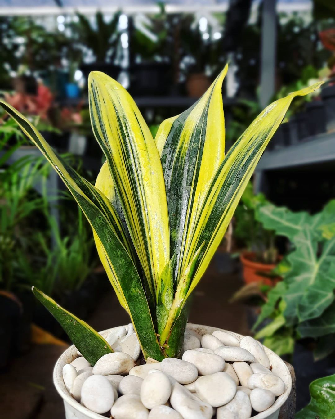 How to Care for Golden Flame Snake Plant: Mastering Water, Sunlight & More