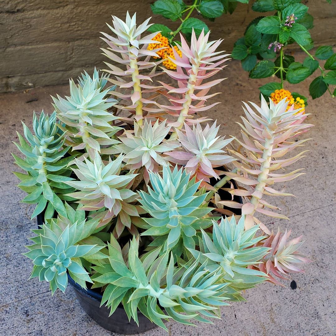 Gopher Plant Plant Care: Water, Light, Nutrients | Greg App 🌱