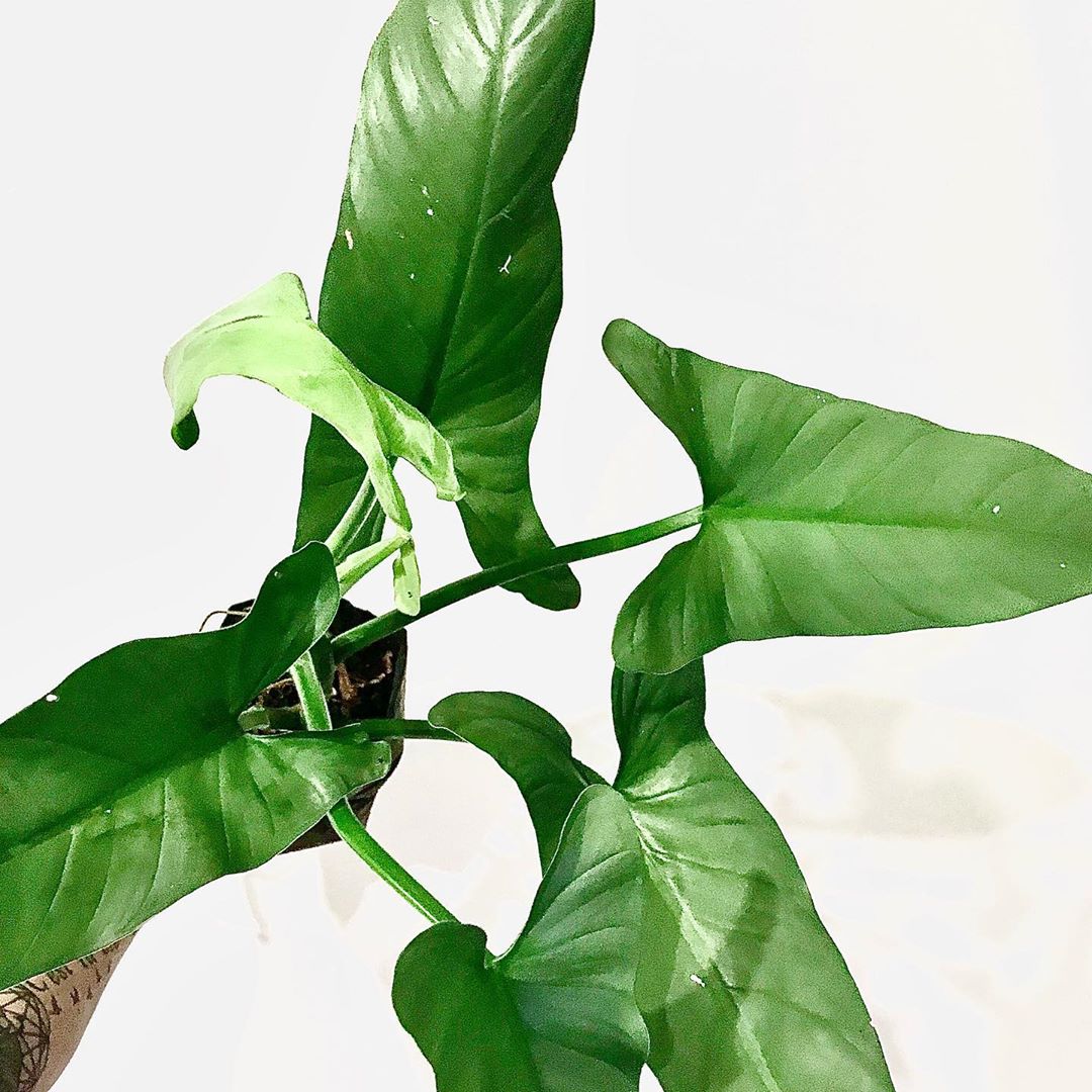 Green Arrow-Arum Plant Care: Water, Light, Nutrients | Greg App 🌱