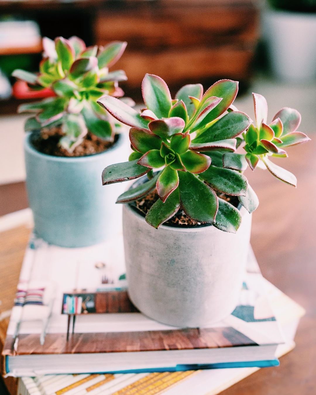 The Complete Green Pinwheel Plant Care Guide: Water, Light & Beyond