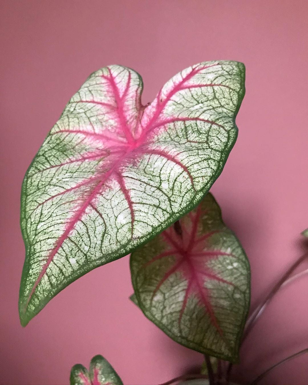 Personalized Heart of Jesus Care: Water, Light, Nutrients | Greg App