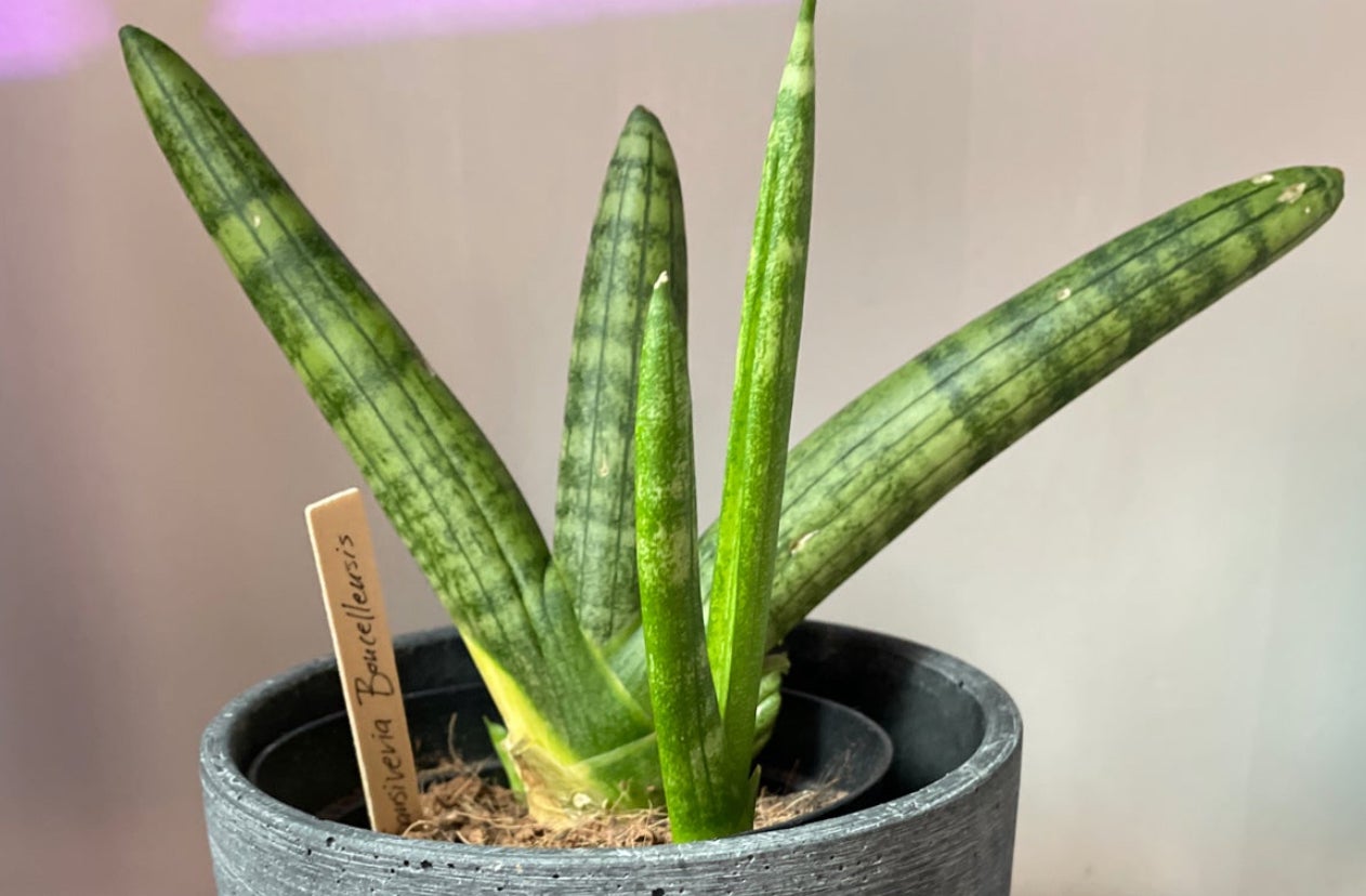 Cylindrical Snake Plant Varieties [Ultimate Guide - 2023]