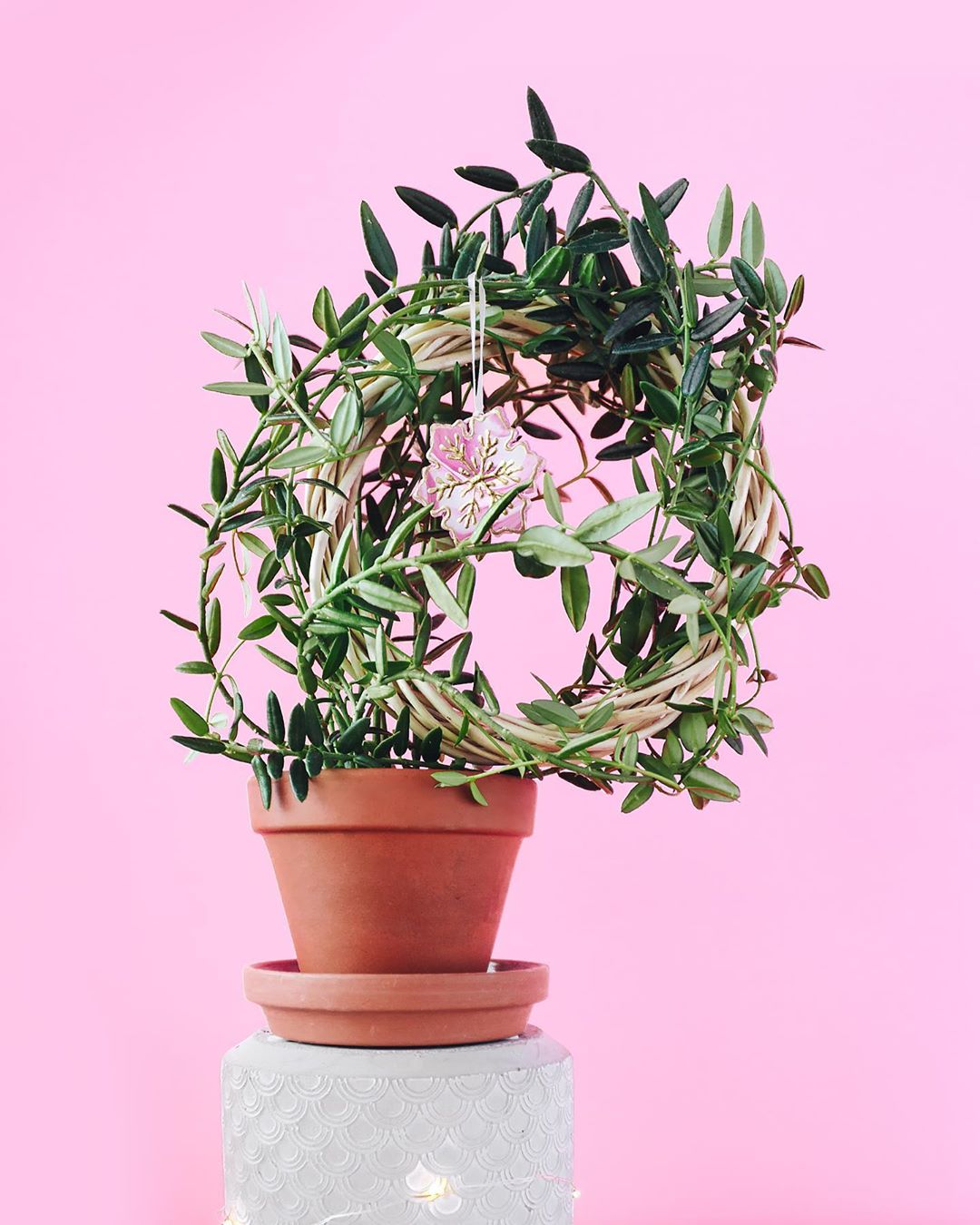 How to Care for Waxflower: Mastering Water, Sunlight & More