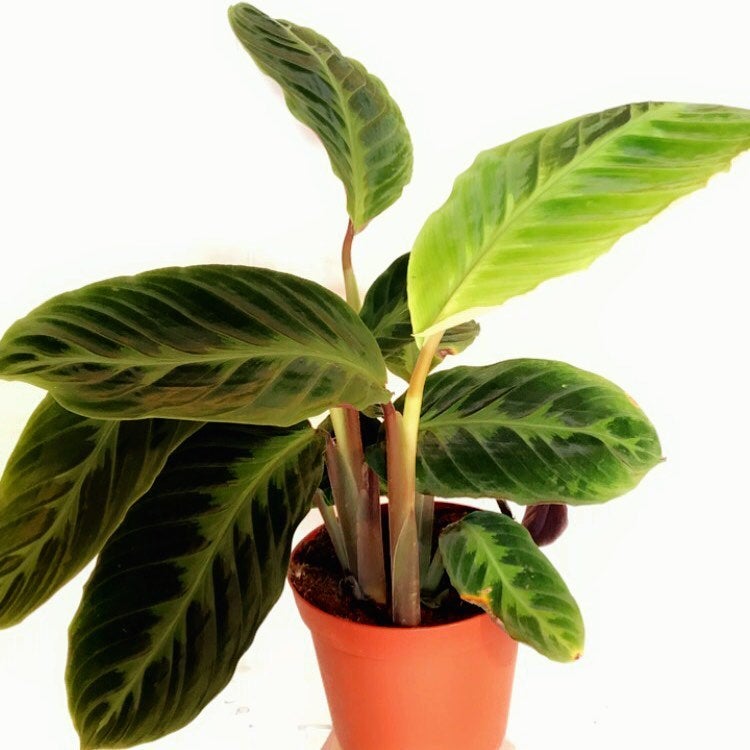 How to Care for Jungle Velvet: Mastering Water, Sunlight & More