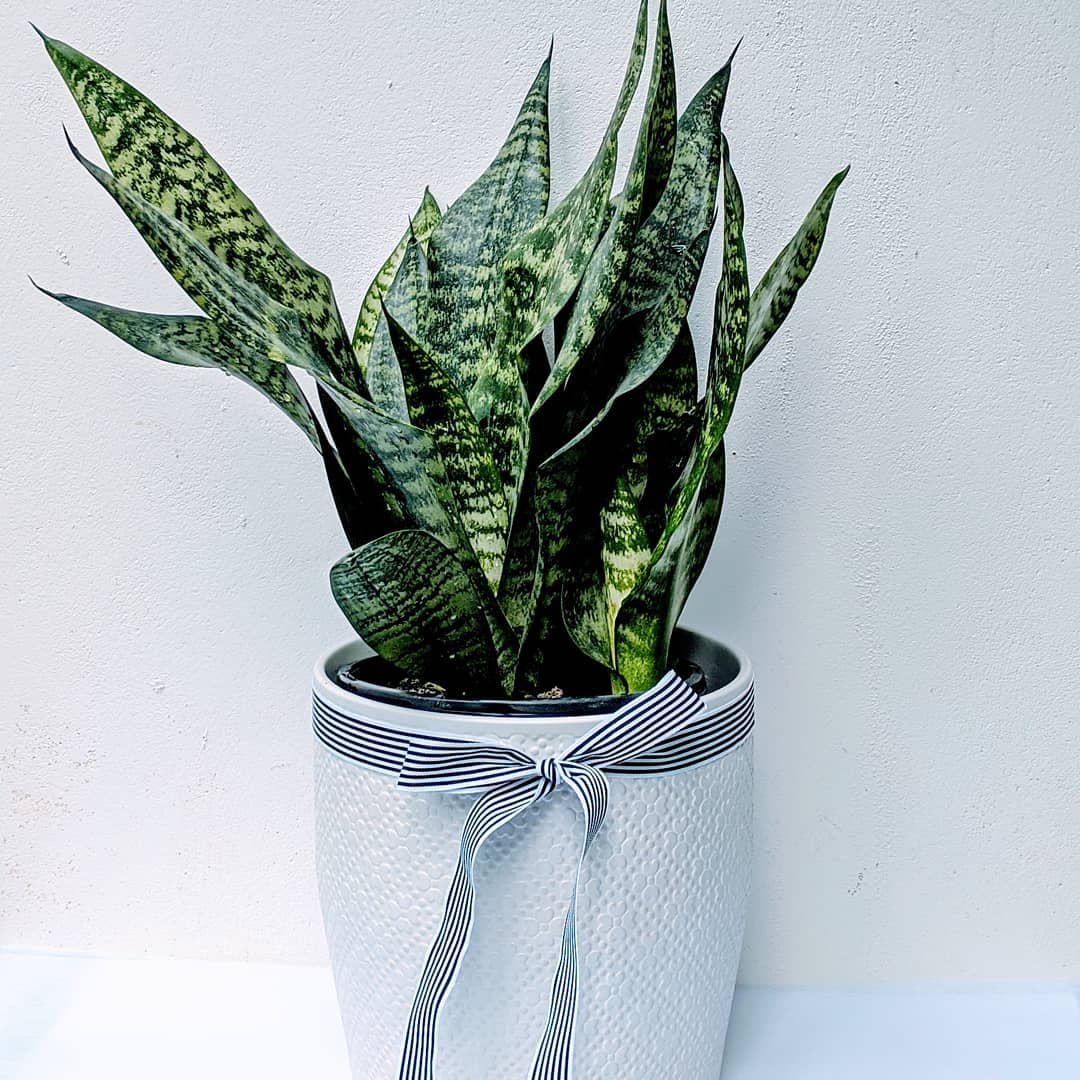 The Complete Jaboa Sansevieria Plant Care Guide: Water, Light & Beyond