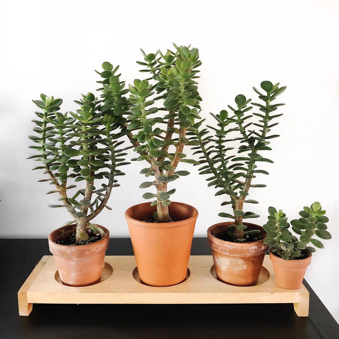 Explore Plants | Greg Plant Care Assistant