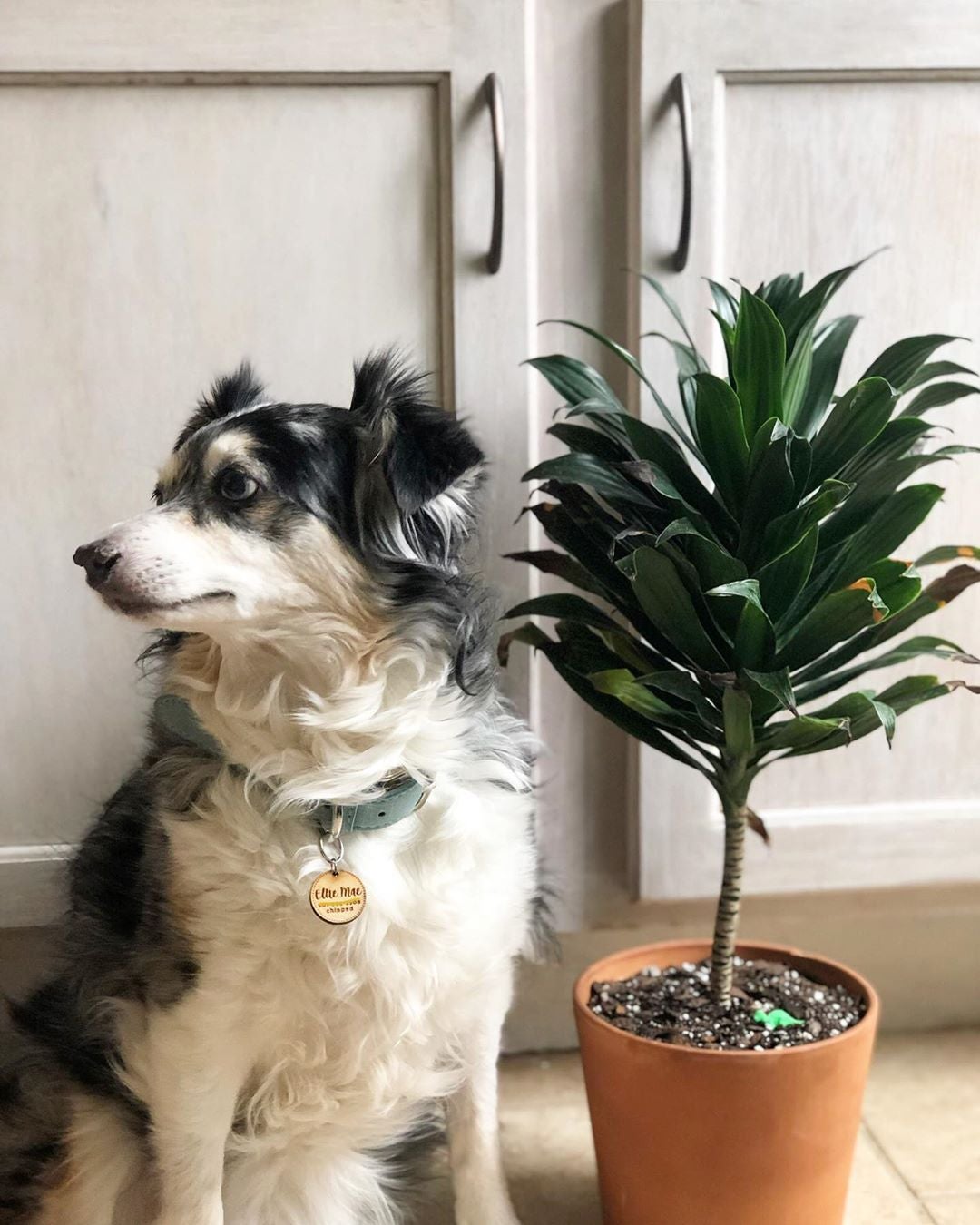 The Complete Dracaena 'Janet Craig Compacta' Plant Care Guide: Water ...