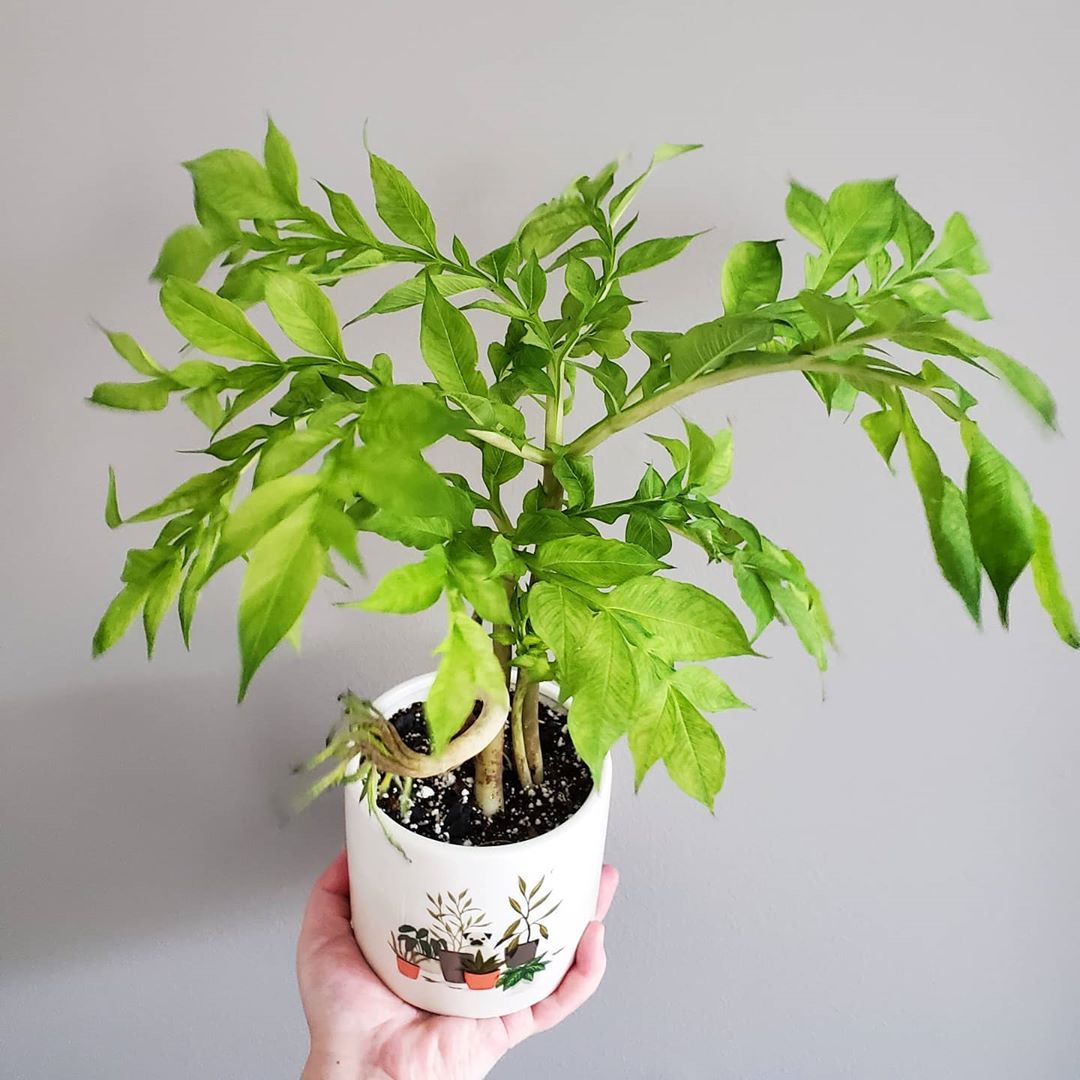 Personalized Snake Palm Care: Water, Light, Nutrients | Greg App