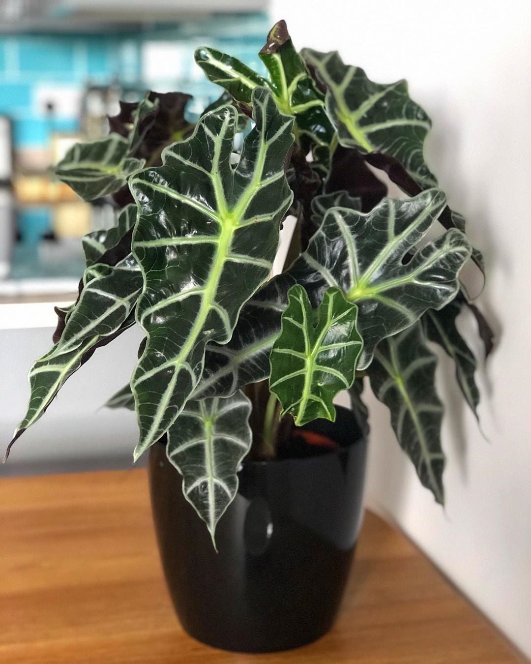 Kris Plant Care 101: Water, Light & Growing Tips