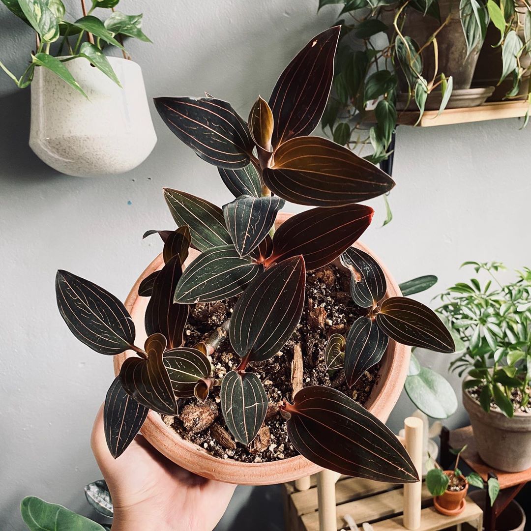 Jewel Orchid Plant Care: Water, Light, Nutrients | Greg App 🌱