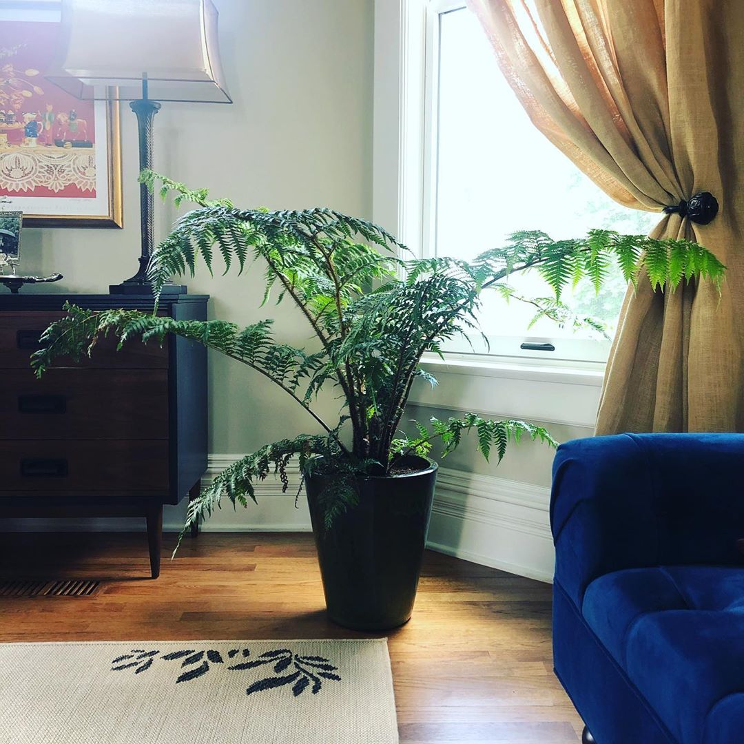 Lacy Tree Fern Plant Care: Water, Light, Nutrients | Greg App 🌱