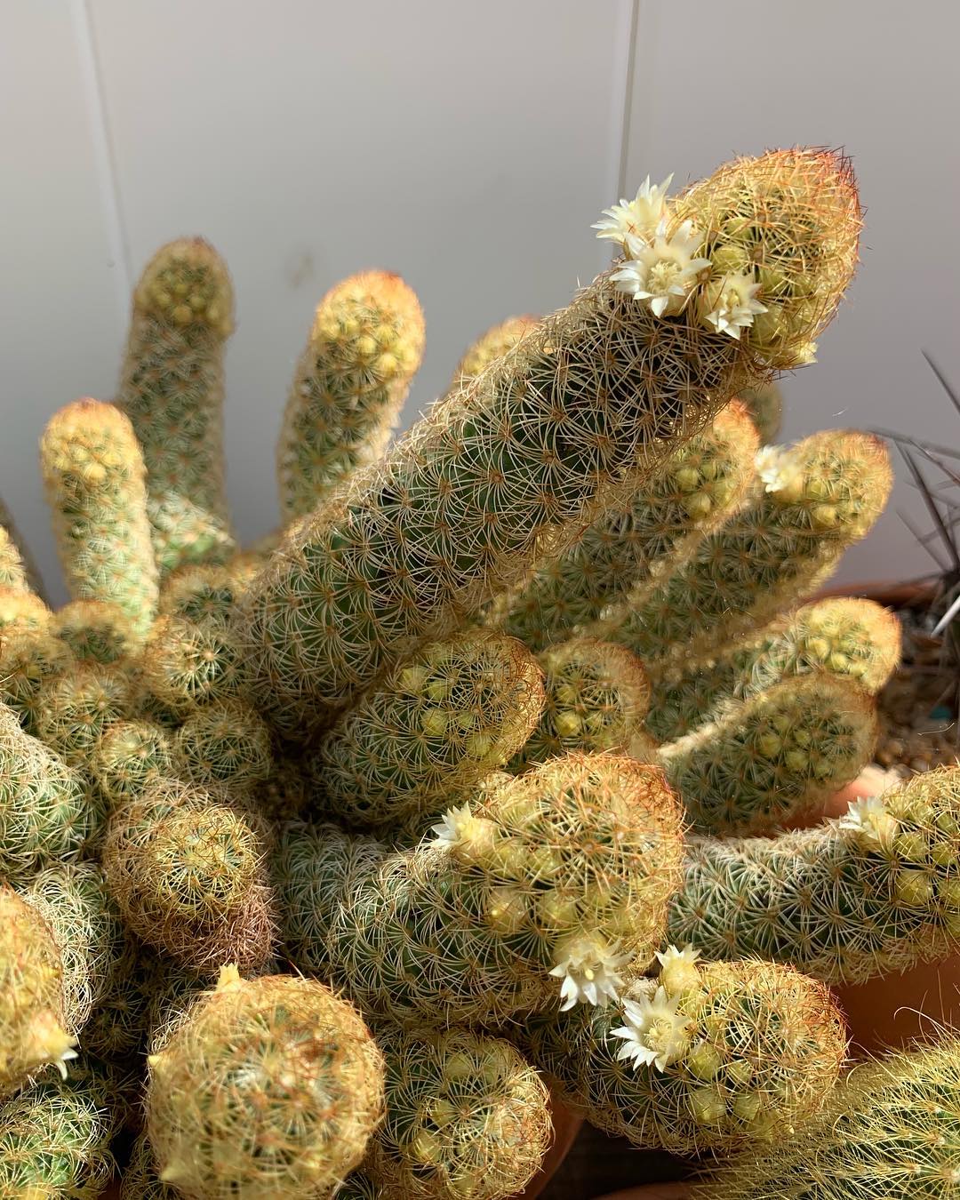 Keep Your Lady Finger Cactus Alive: Light, Water & Care Instructions