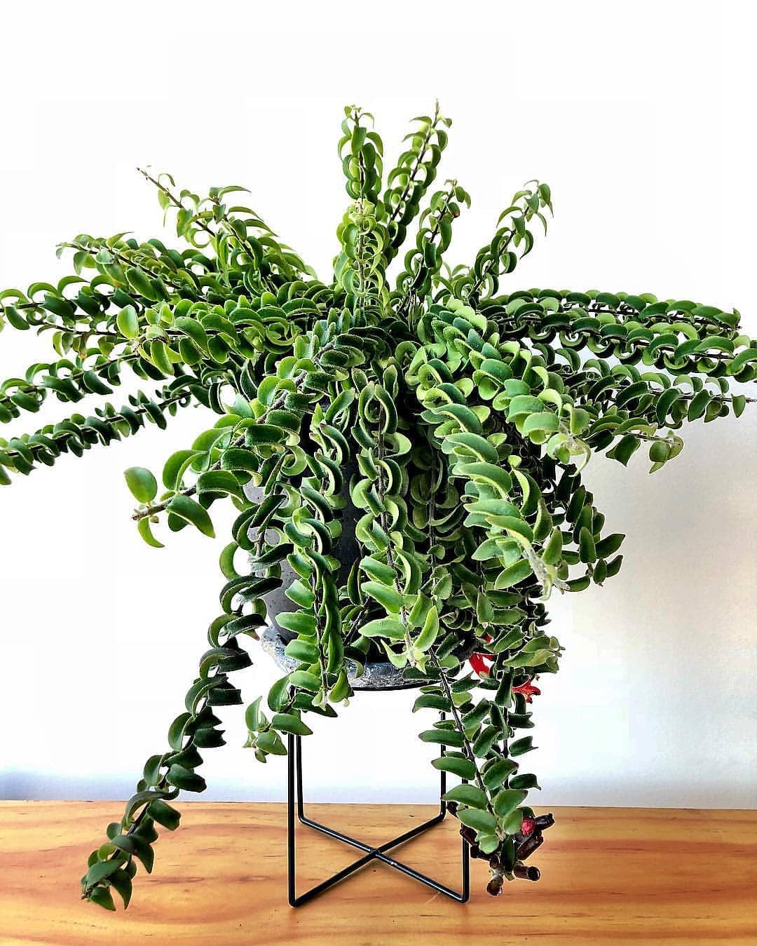 How to Care for Lipstick Vine: Mastering Water, Sunlight & More